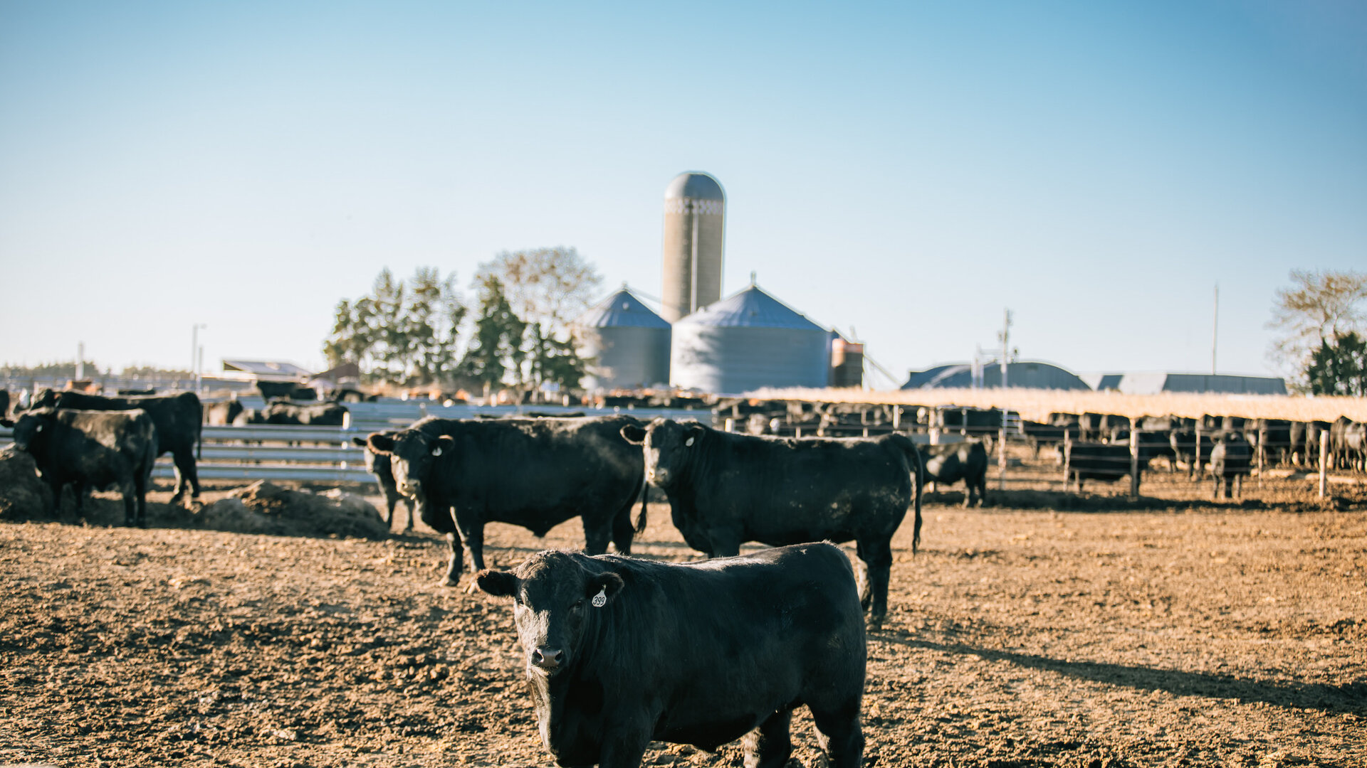 Understanding the Cost of Bulls and How to Maximize Your Herd’s ...