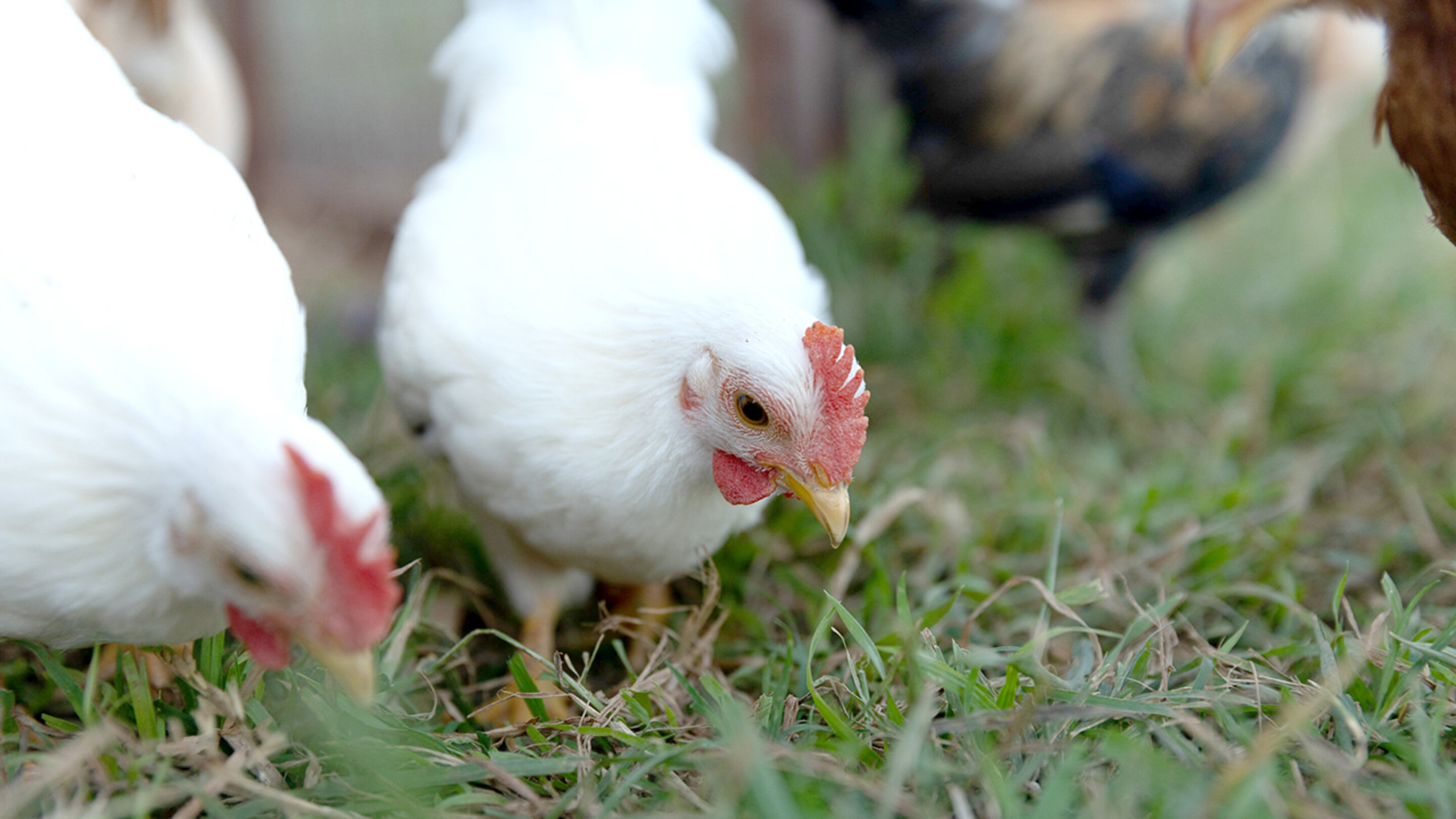 Updated Nebraska Land Values, Cash Rents Published in 2025 Nebraska ...