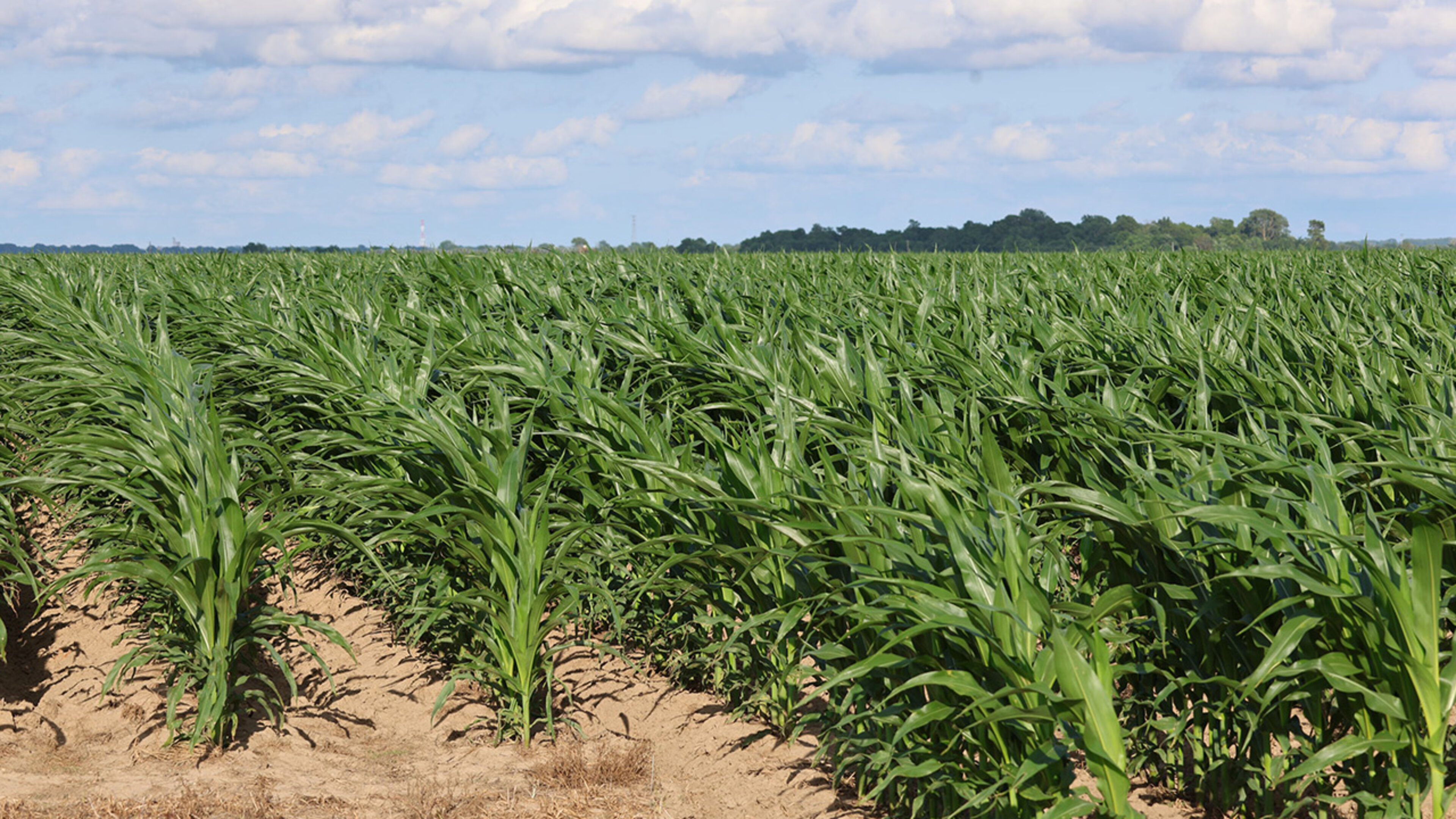 USDA Reports on Land Values and County-Level Cash Rent Estimates in ...