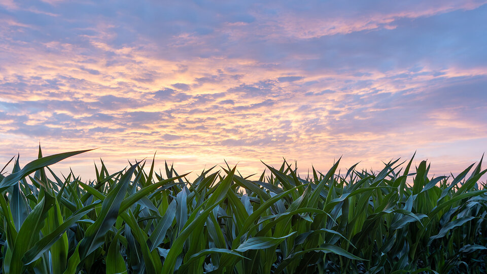 Understanding Crop Share Leases | Center for Agricultural Profitability ...